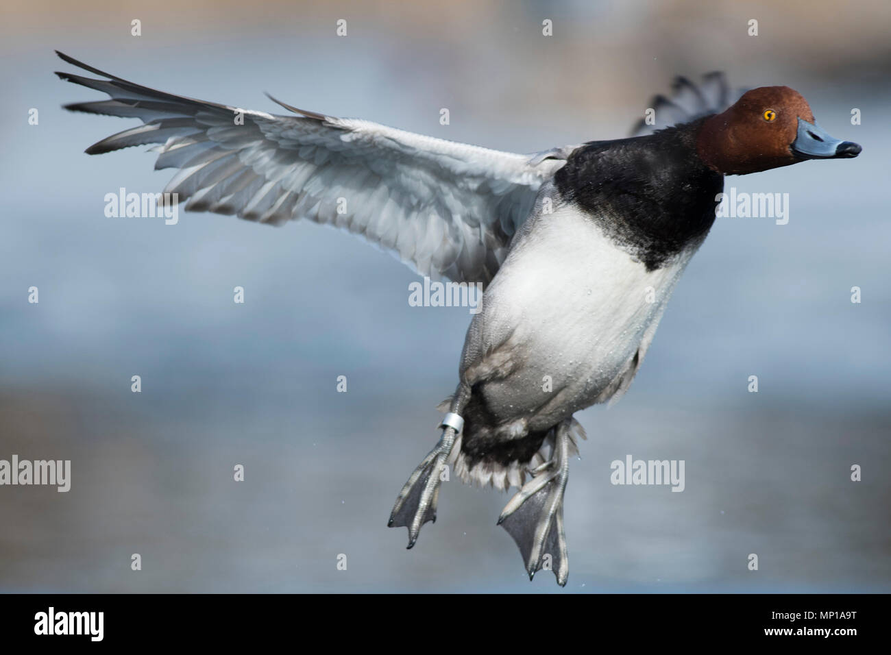Redhead duck pair hi-res stock photography and images - Alamy