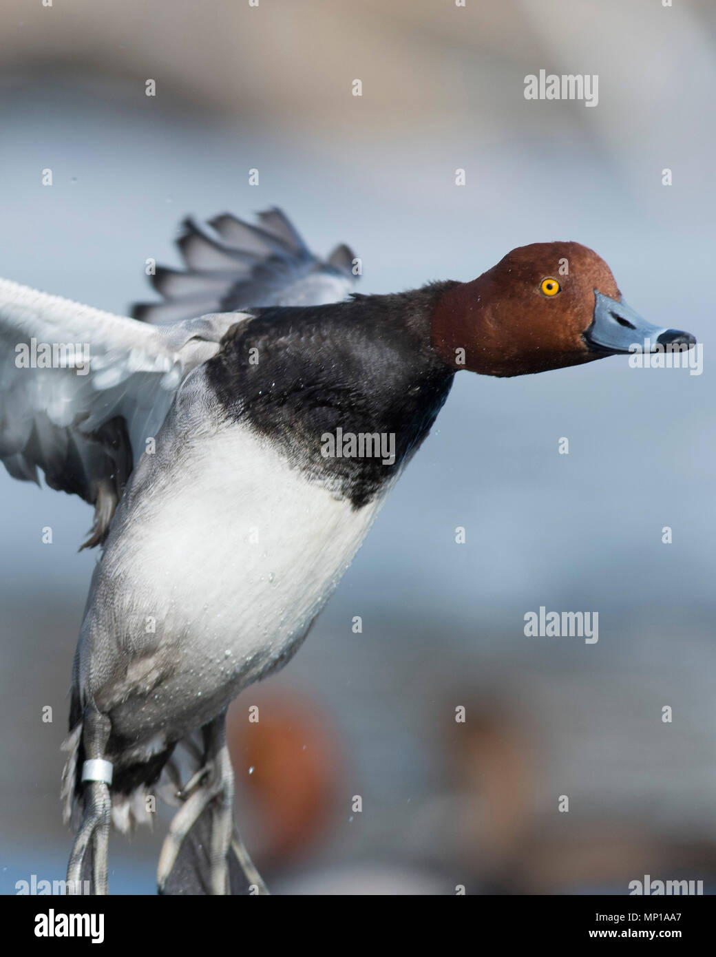 Redhead Duck Flying High Resolution Stock Photography and Images - Alamy