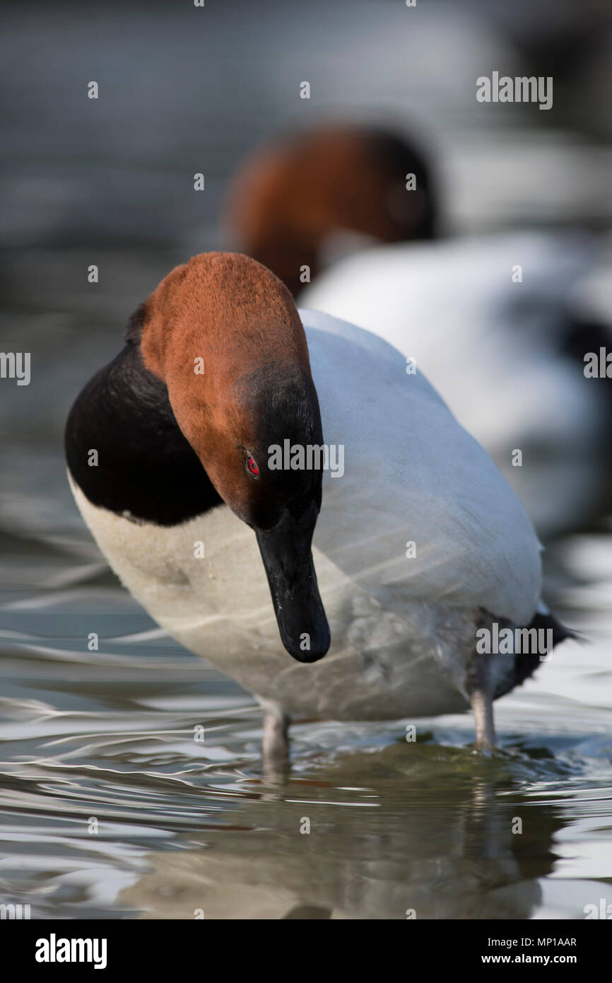 Redhead canvasback hi-res stock photography and images - Alamy