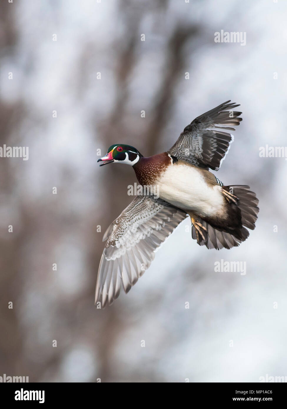 Drake Wood Duck Flying