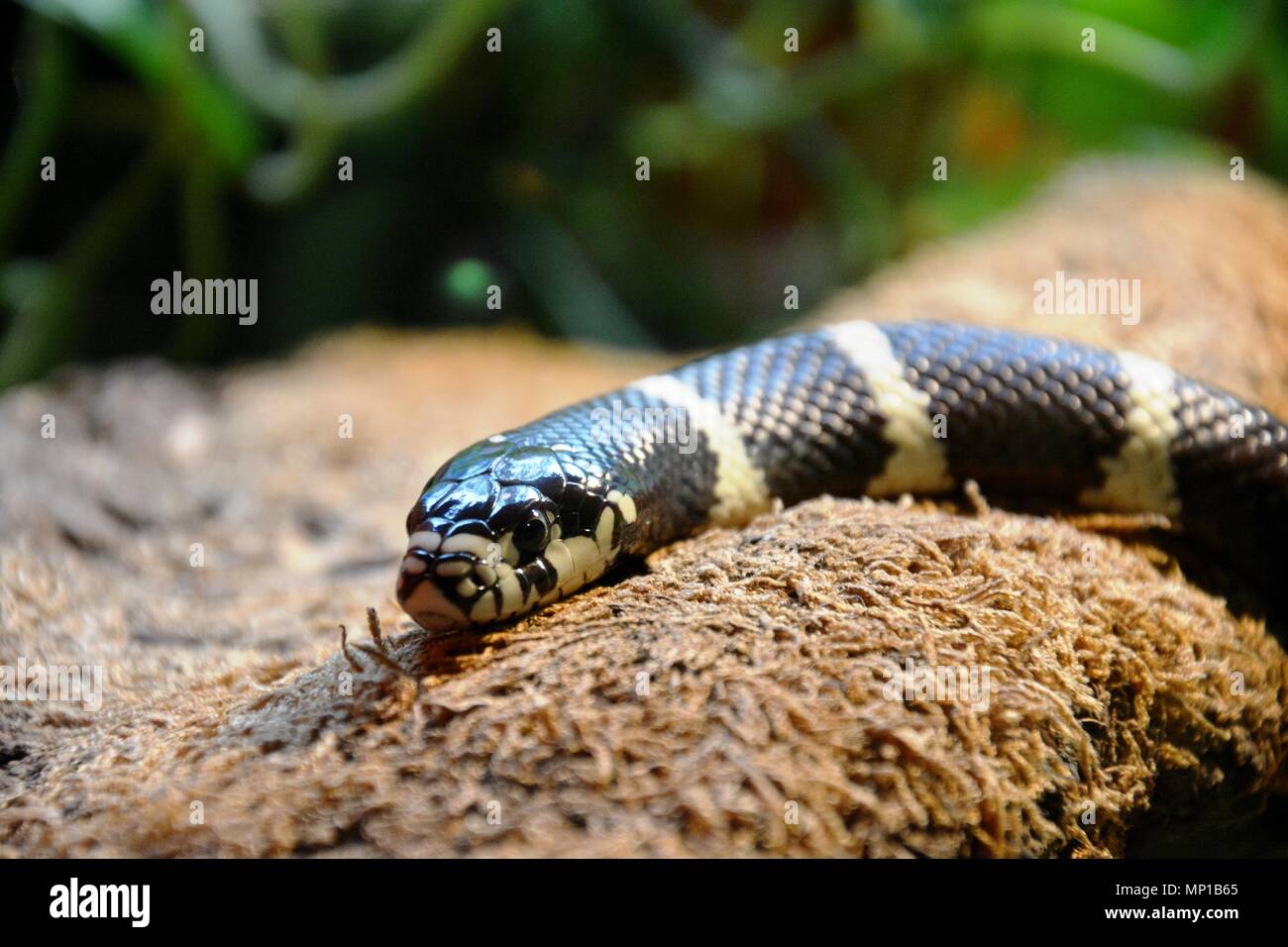 Snake zoo hi-res stock photography and images - Alamy