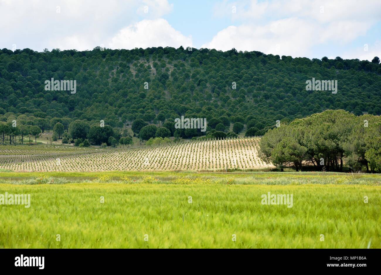green grass field trees vineyard Stock Photo - Alamy