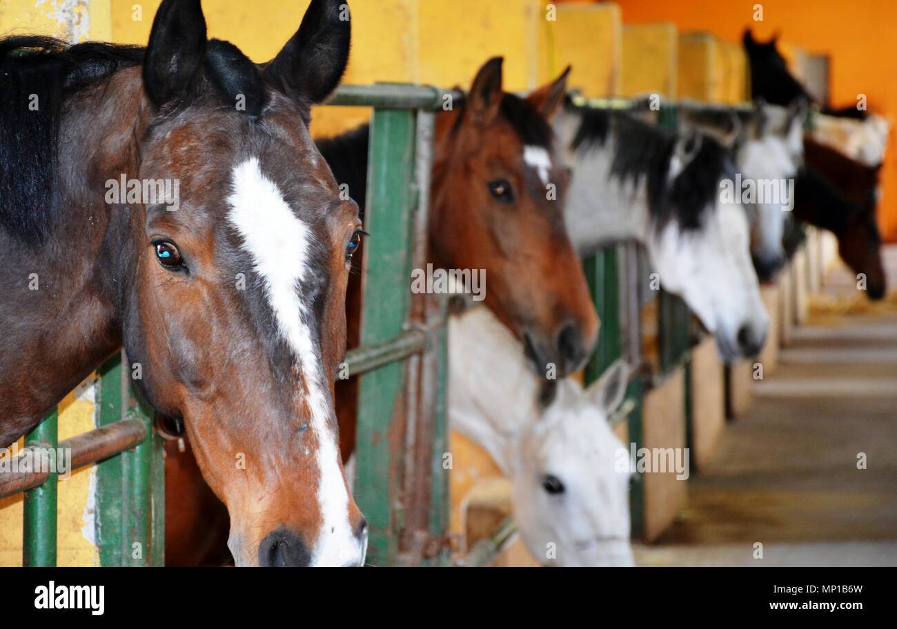 Horse stable racing hi-res stock photography and images - Alamy