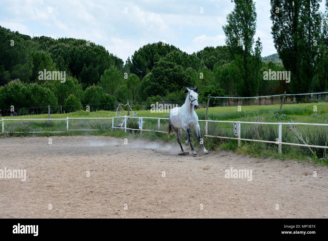 At A Gallop High Resolution Stock Photography and Images - Alamy