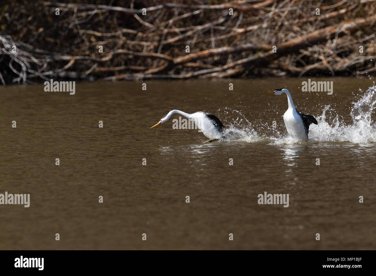 Spectacular mating dance of Clark's Grebes, Howard Bay, Upper Klamath ...