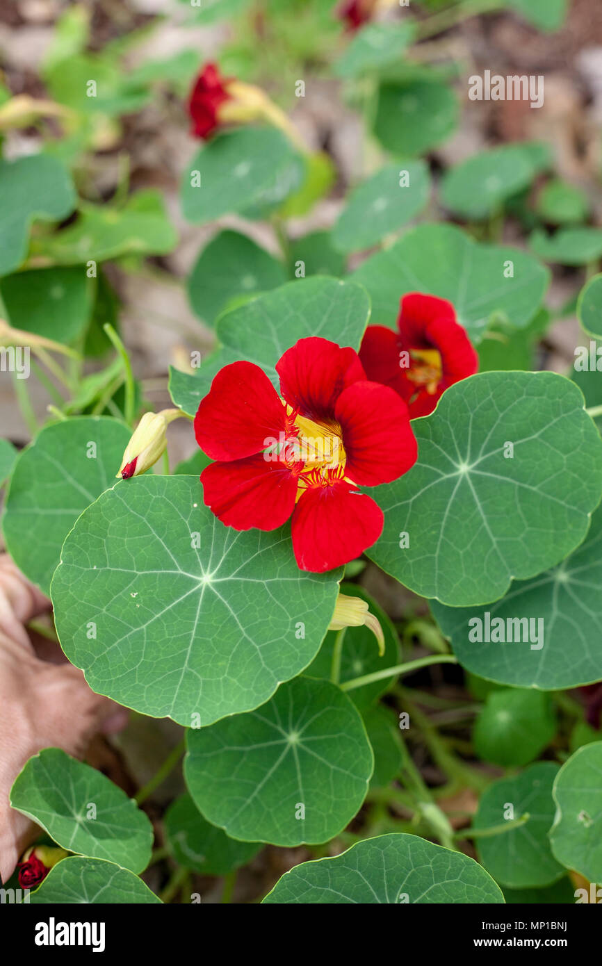 Gardenpatch hi-res stock photography and images - Alamy