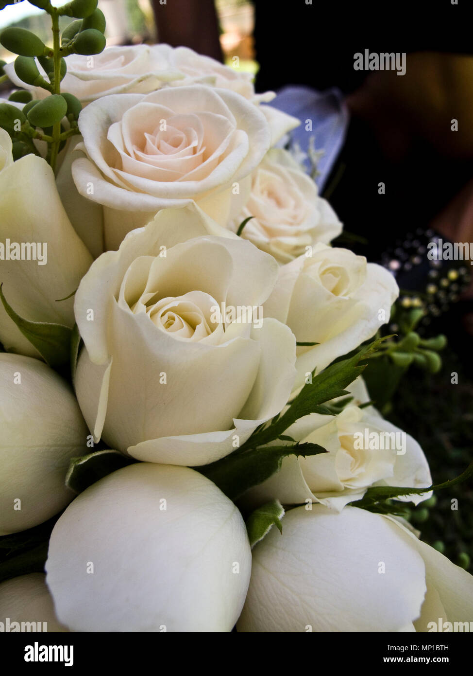 stylish and delicate roses white cream pink rose petals fresh bouquet ...
