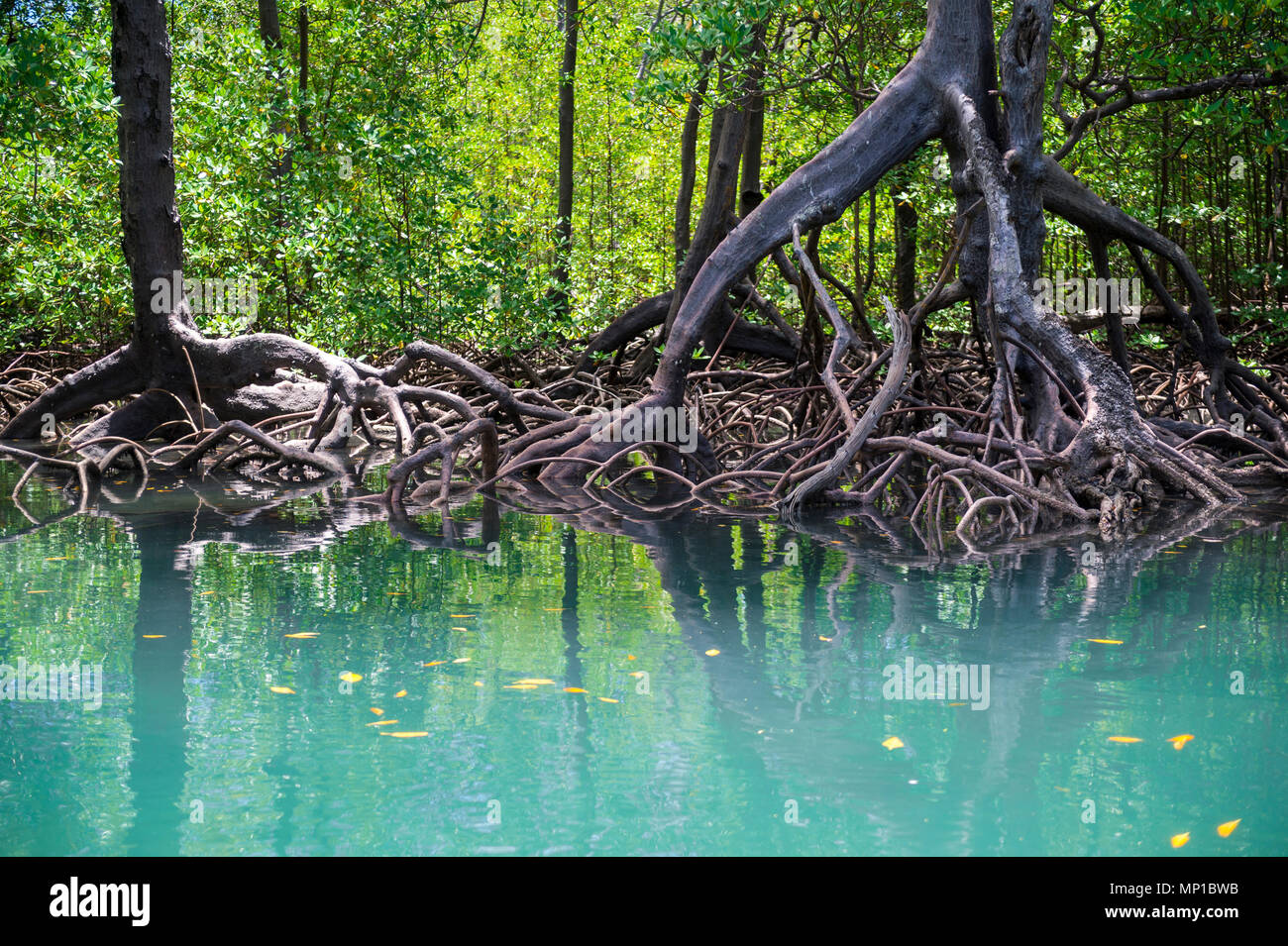 Close-up view of tranquil mangrove swamp in Bahia, Brazil Stock Photo ...