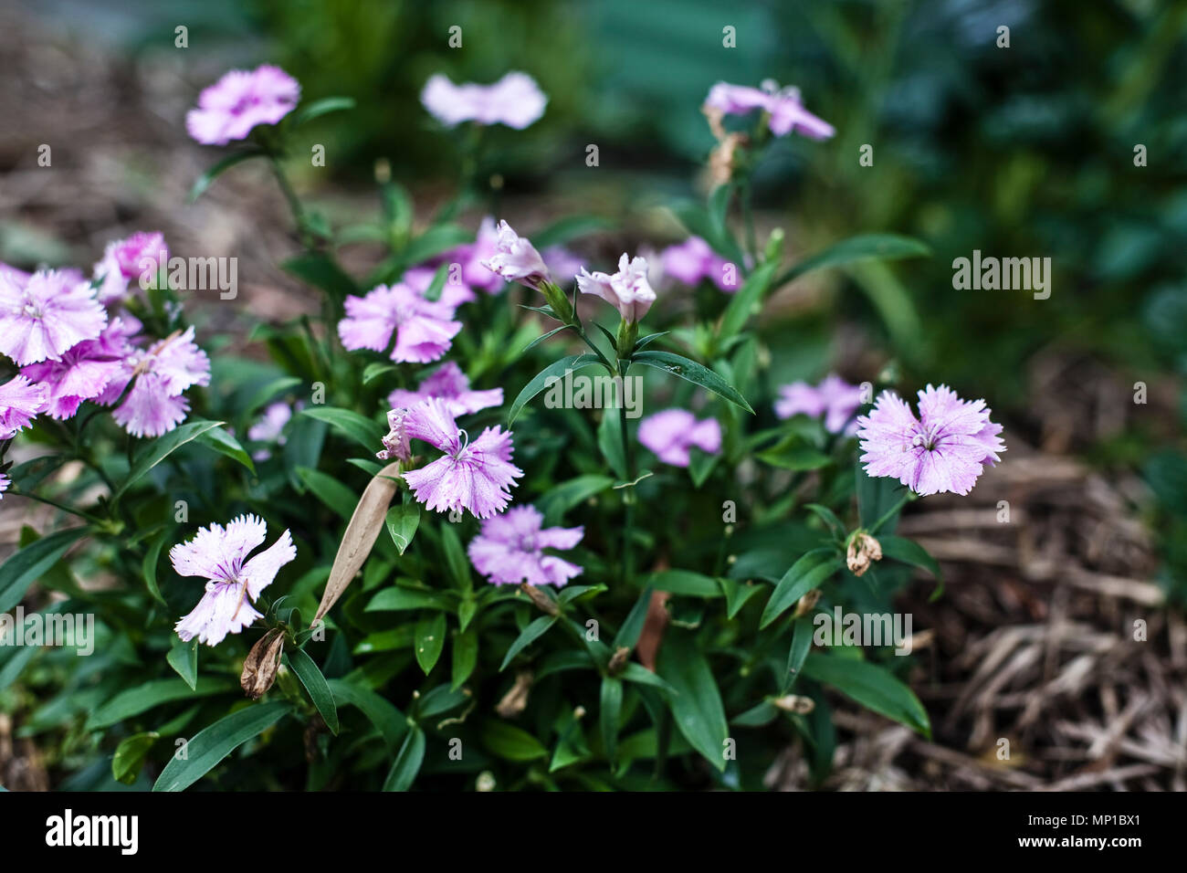 Nasturtium Dianthus edible flower pink garden patch home idea orto ...