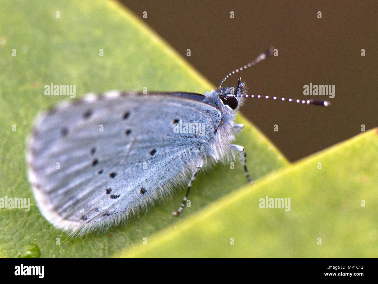Butterfly imagery hi-res stock photography and images - Alamy