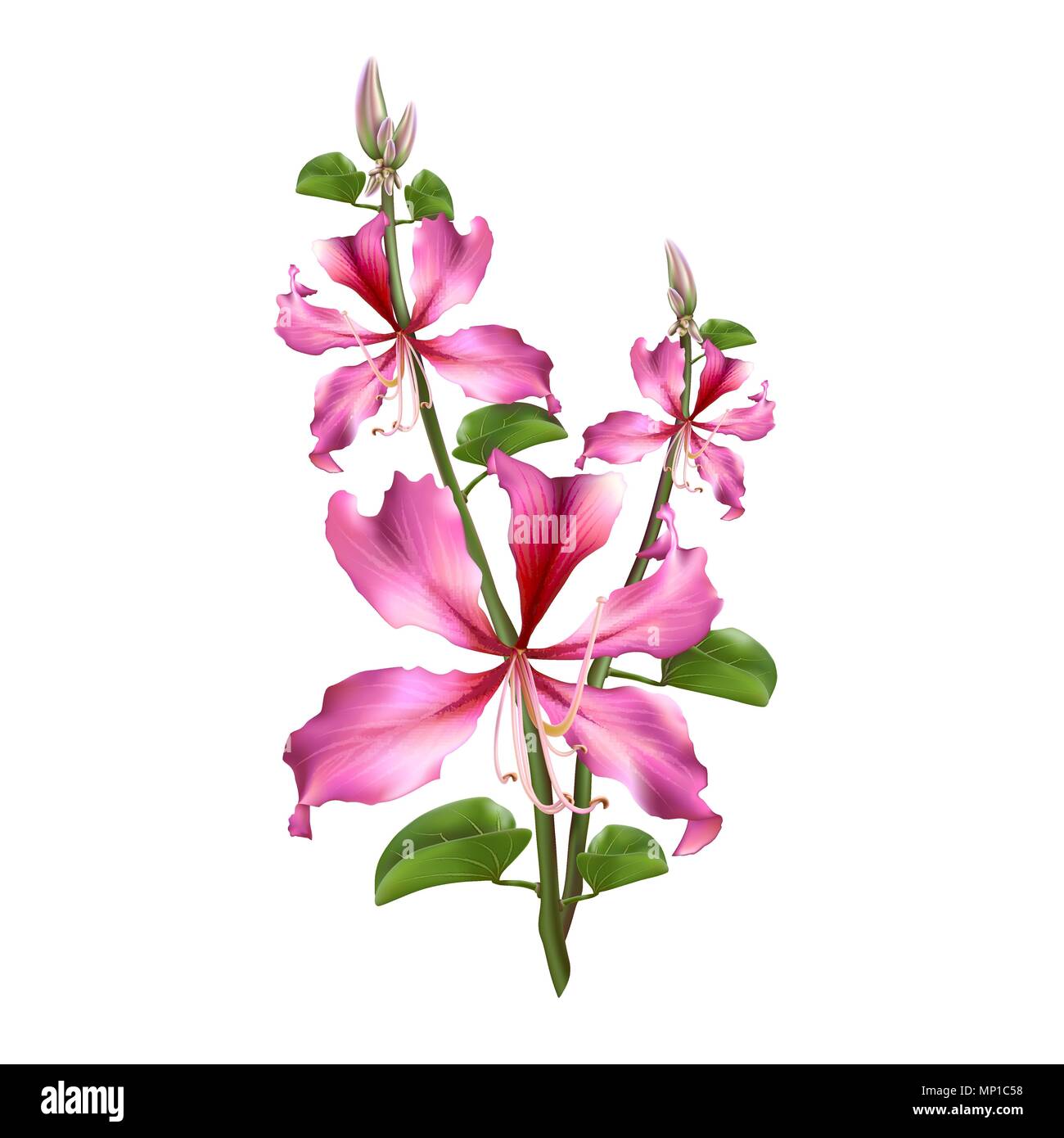 Pink Bauhinia Purpurea Stock Vector Image & Art - Alamy