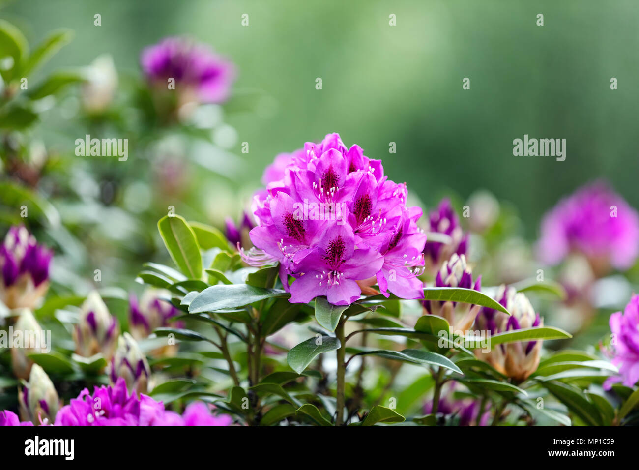 Spring Rhododendron flowers in Washington State Stock Photo - Alamy