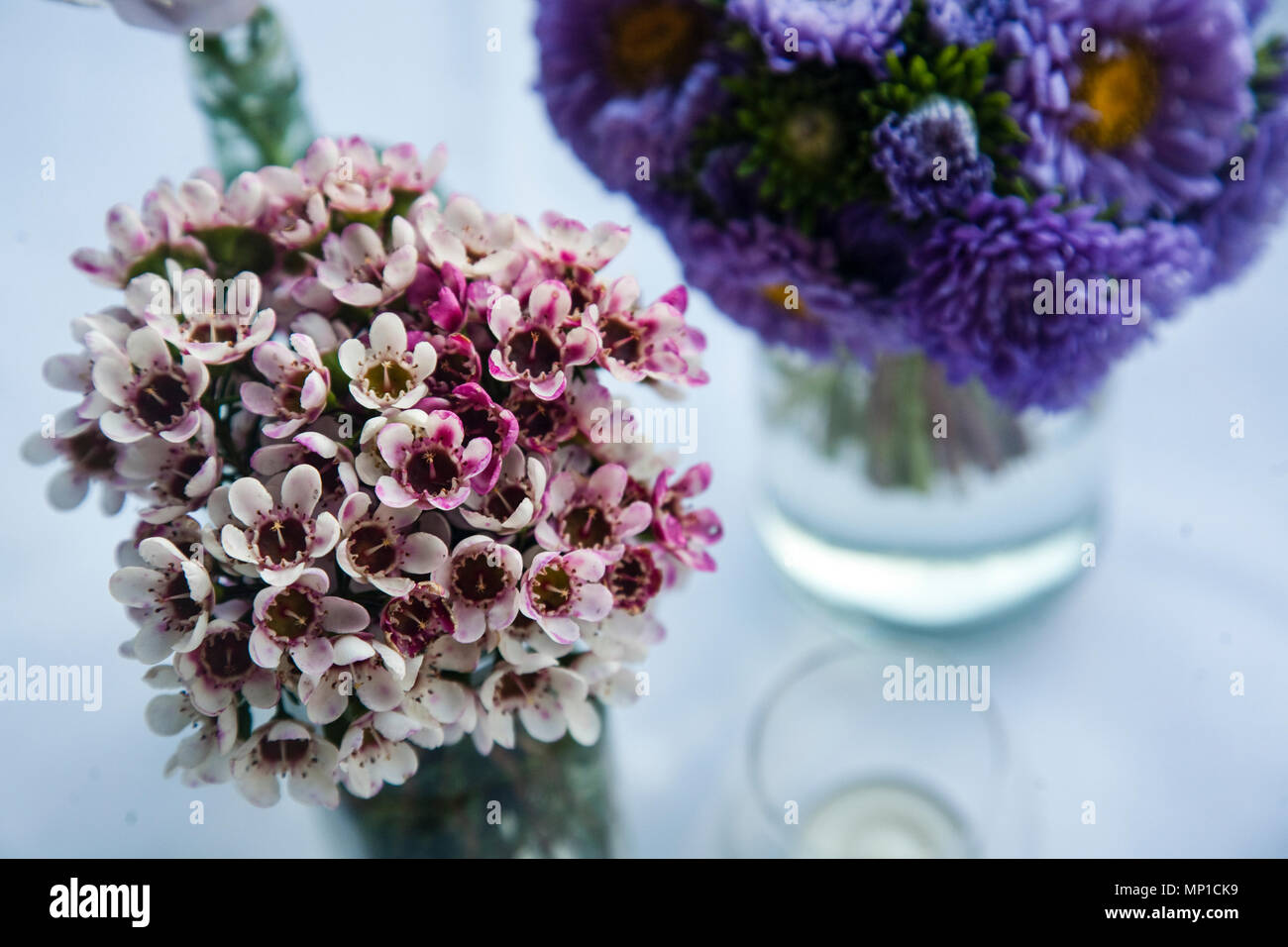purple roses ranunculus delicate strong contrast of colours Stock Photo ...