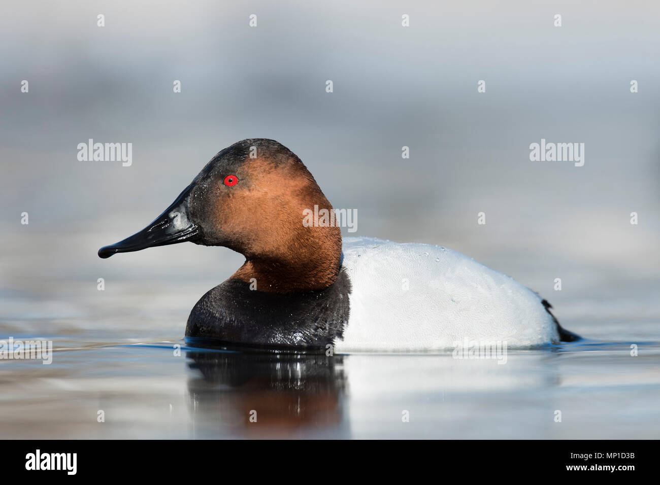 Redhead canvasback hi-res stock photography and images - Alamy