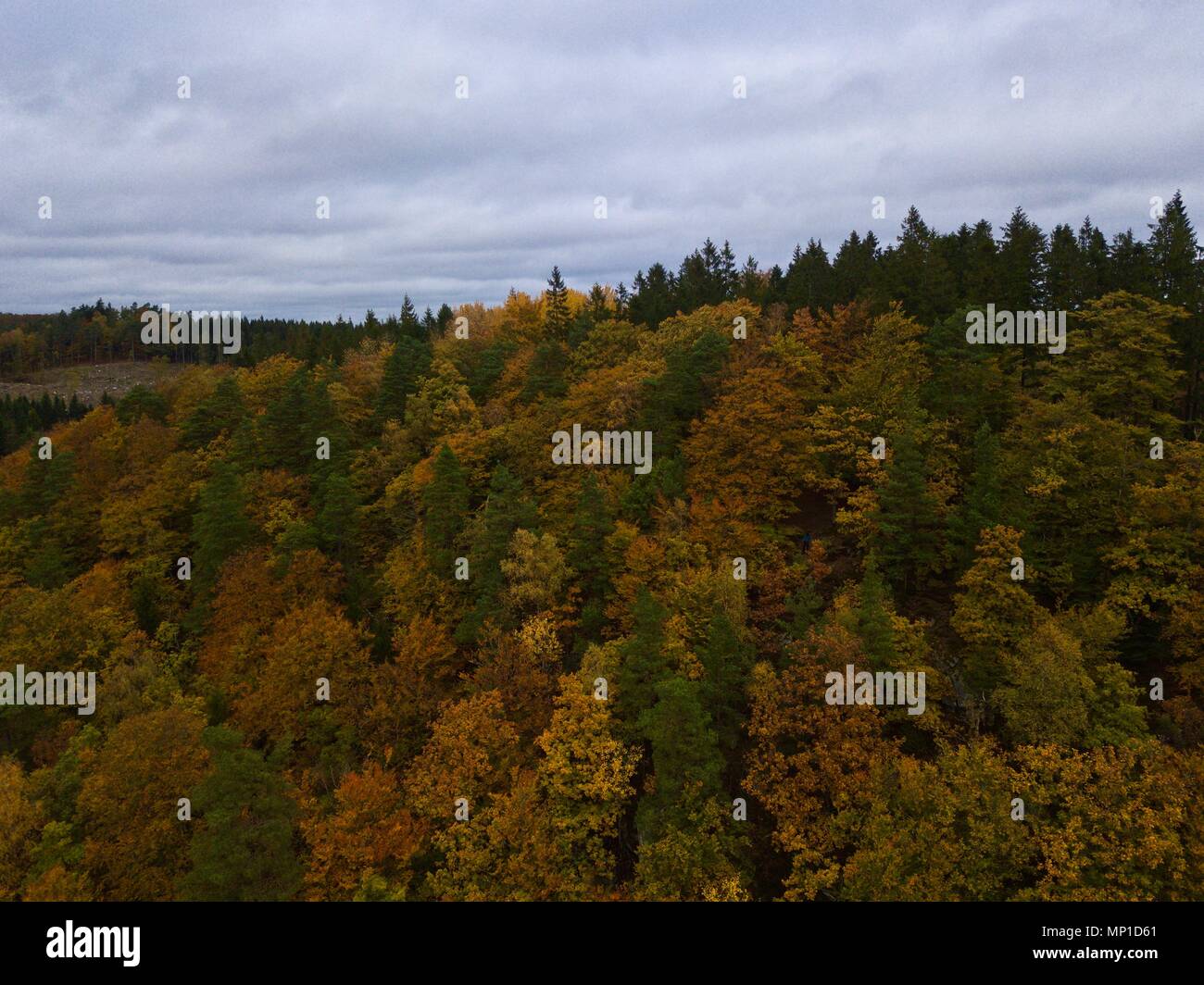 Swedish forest during autumn with shade of green and orange Stock Photo ...
