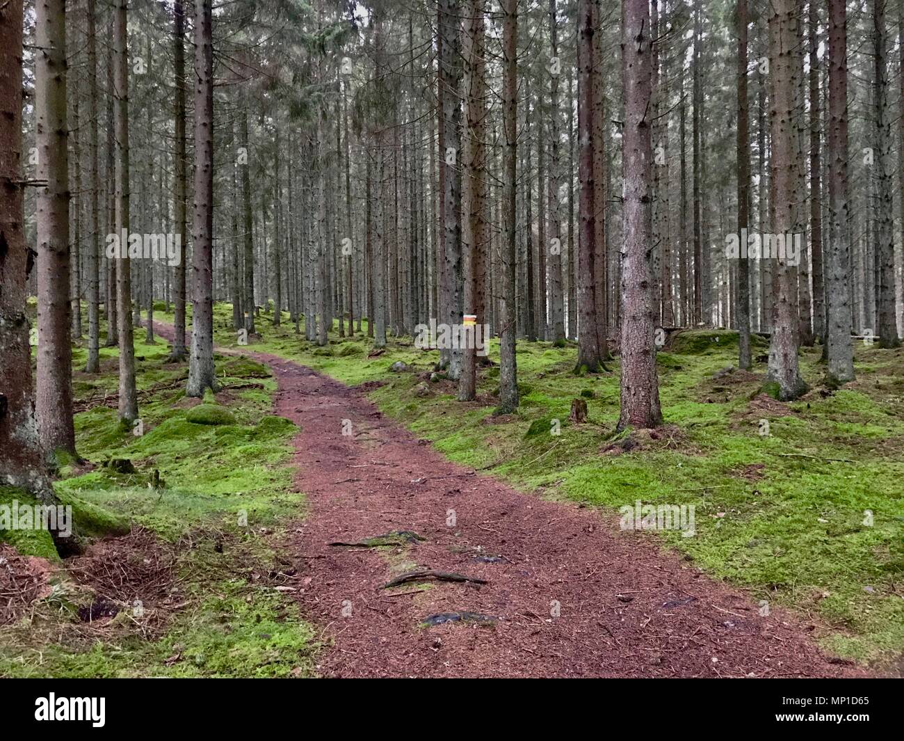 Large hiking trail through forest nature reserve in Sweden Stock Photo ...