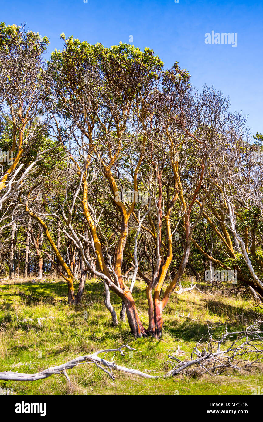 Helliwell provincial park hornby island hi-res stock photography and ...