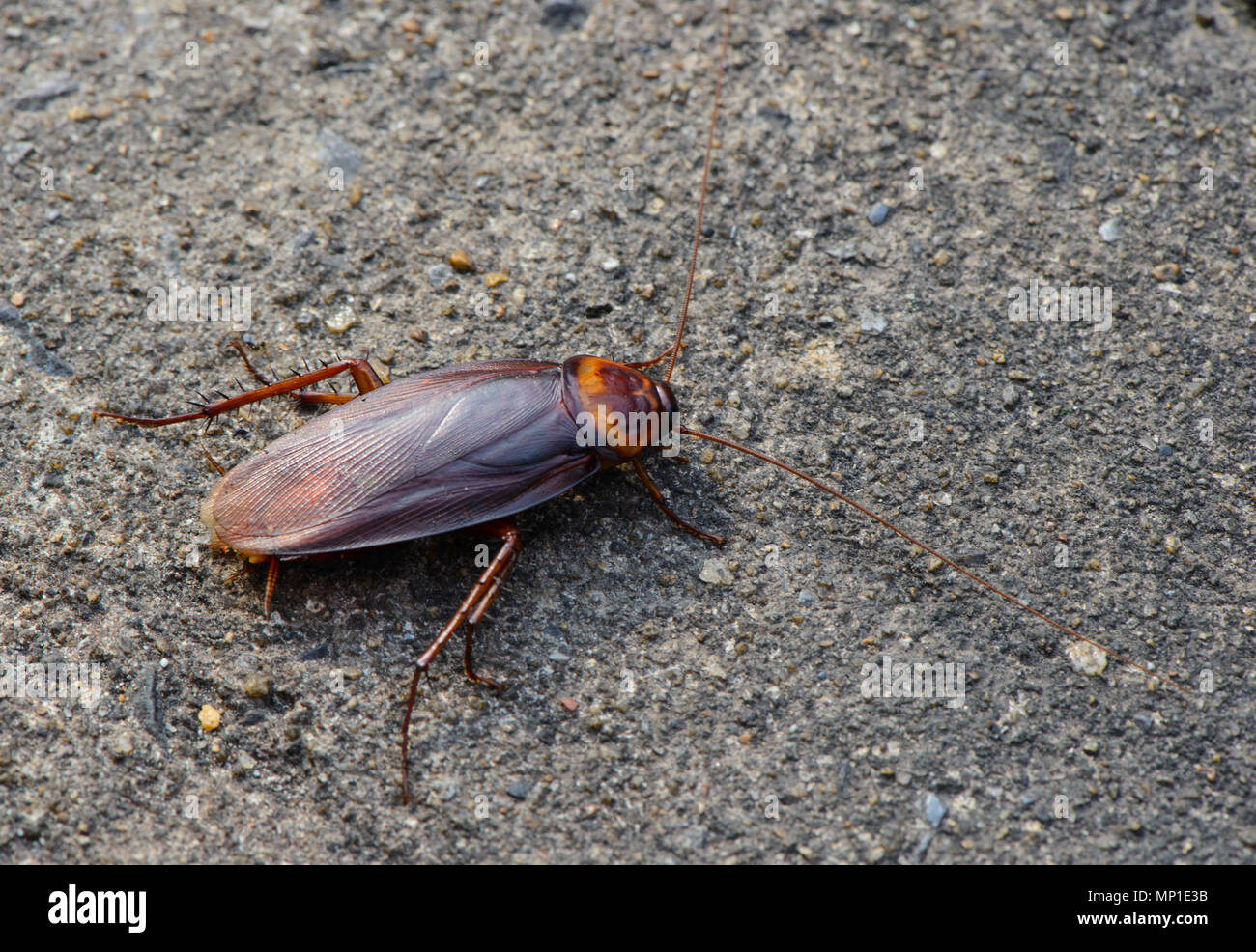 Cockroaches floor hi-res stock photography and images - Alamy