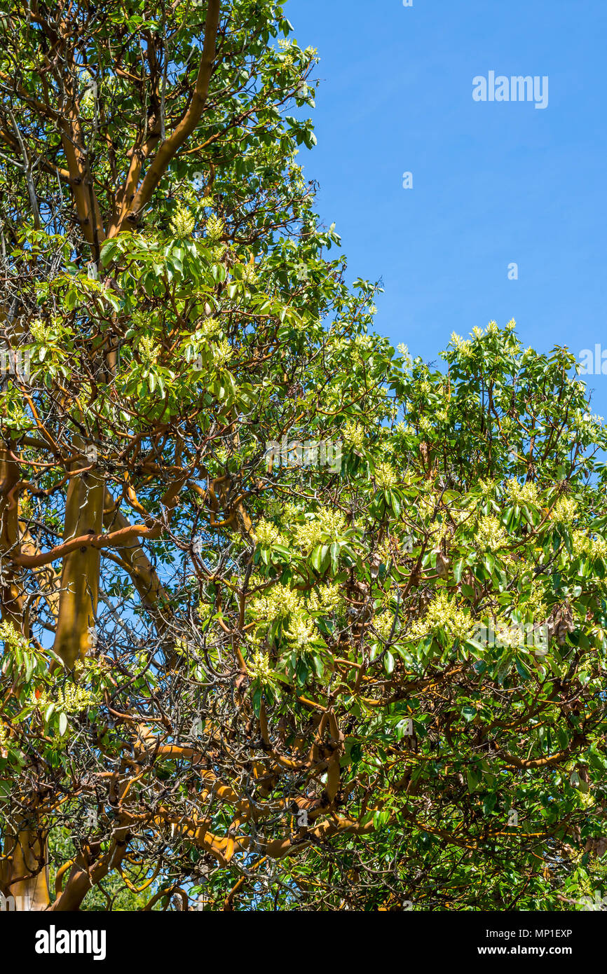 Arbutus unedo hi-res stock photography and images - Alamy