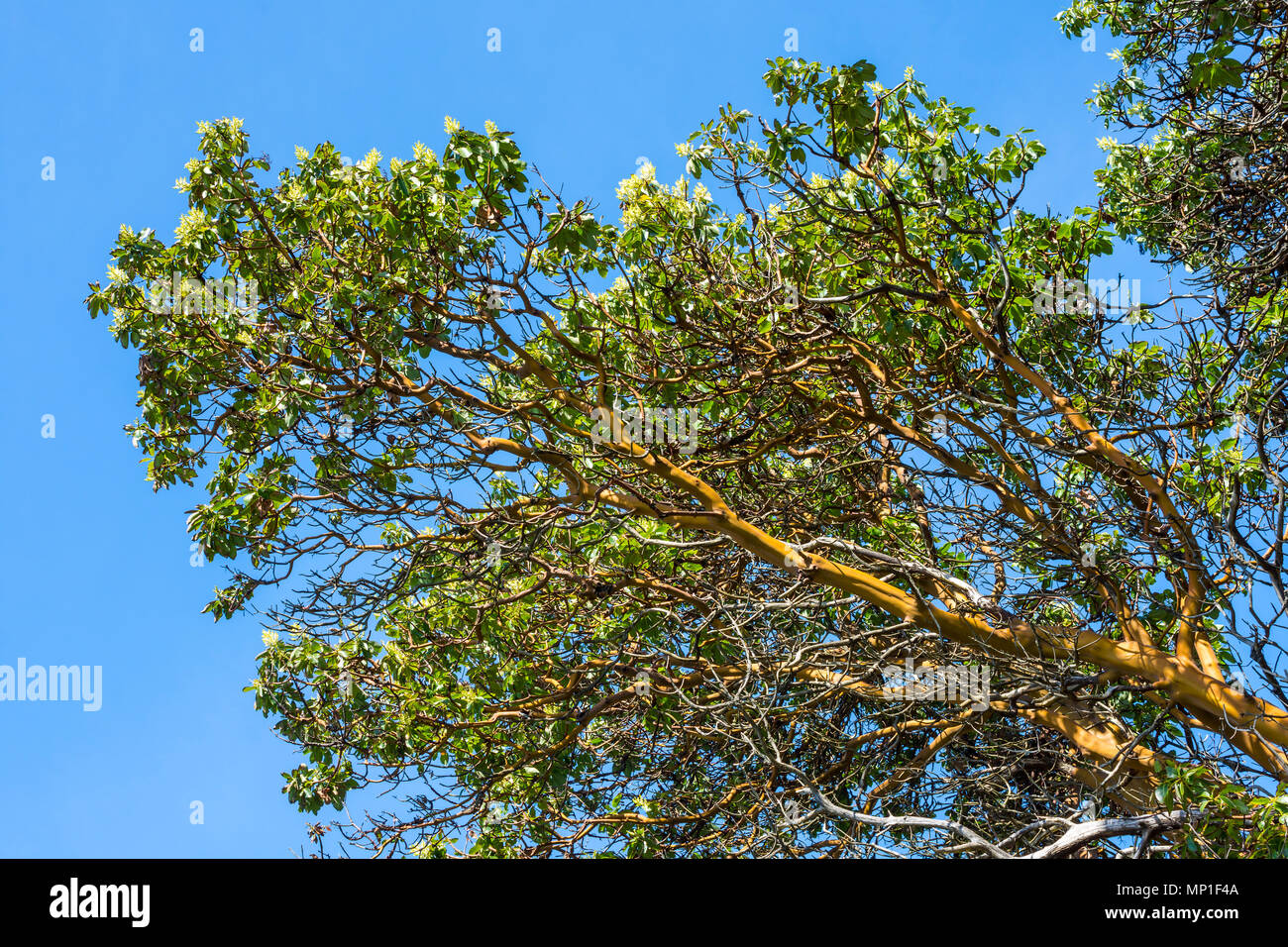 Helliwell provincial park hornby island hi-res stock photography and ...