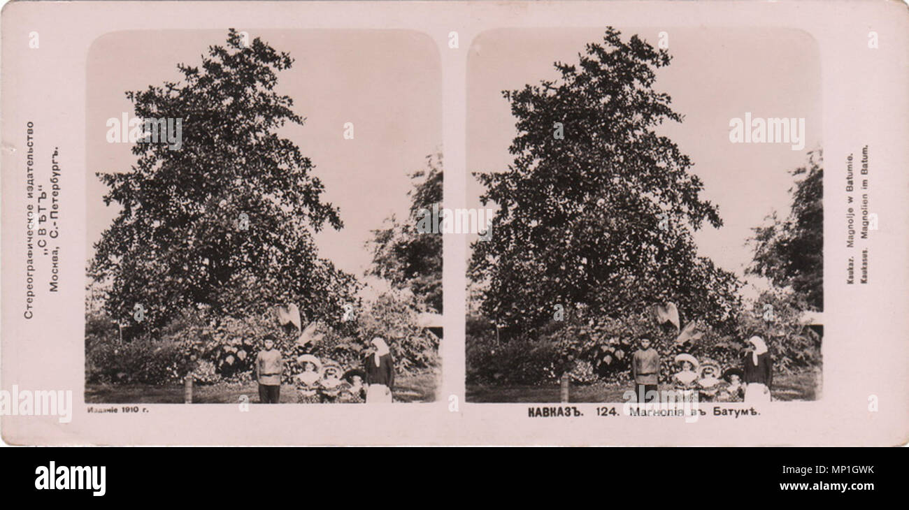 . English: Magnolia tree in Batumi . 1910. Unknown 1153 Svet. Caucasus ...