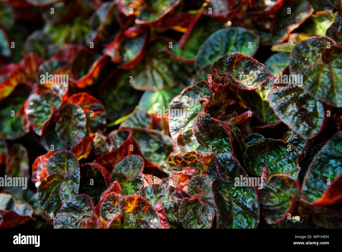 Top view of scarlet leaf background Stock Photo - Alamy