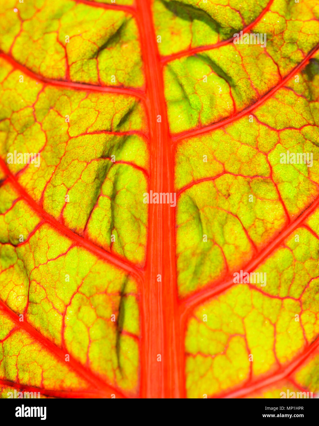 Blood streaks hi-res stock photography and images - Alamy