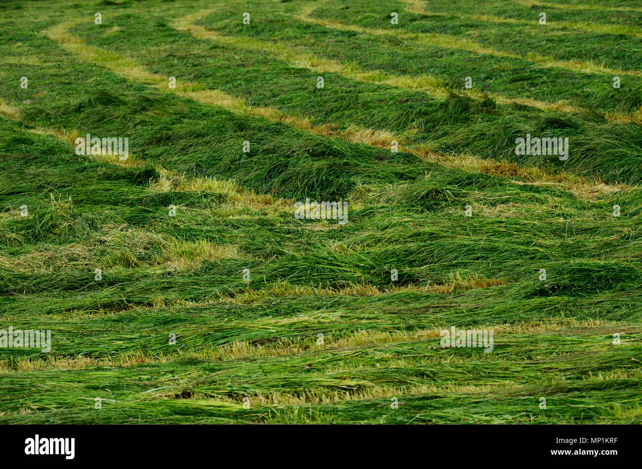 Mowed fields hi-res stock photography and images - Alamy
