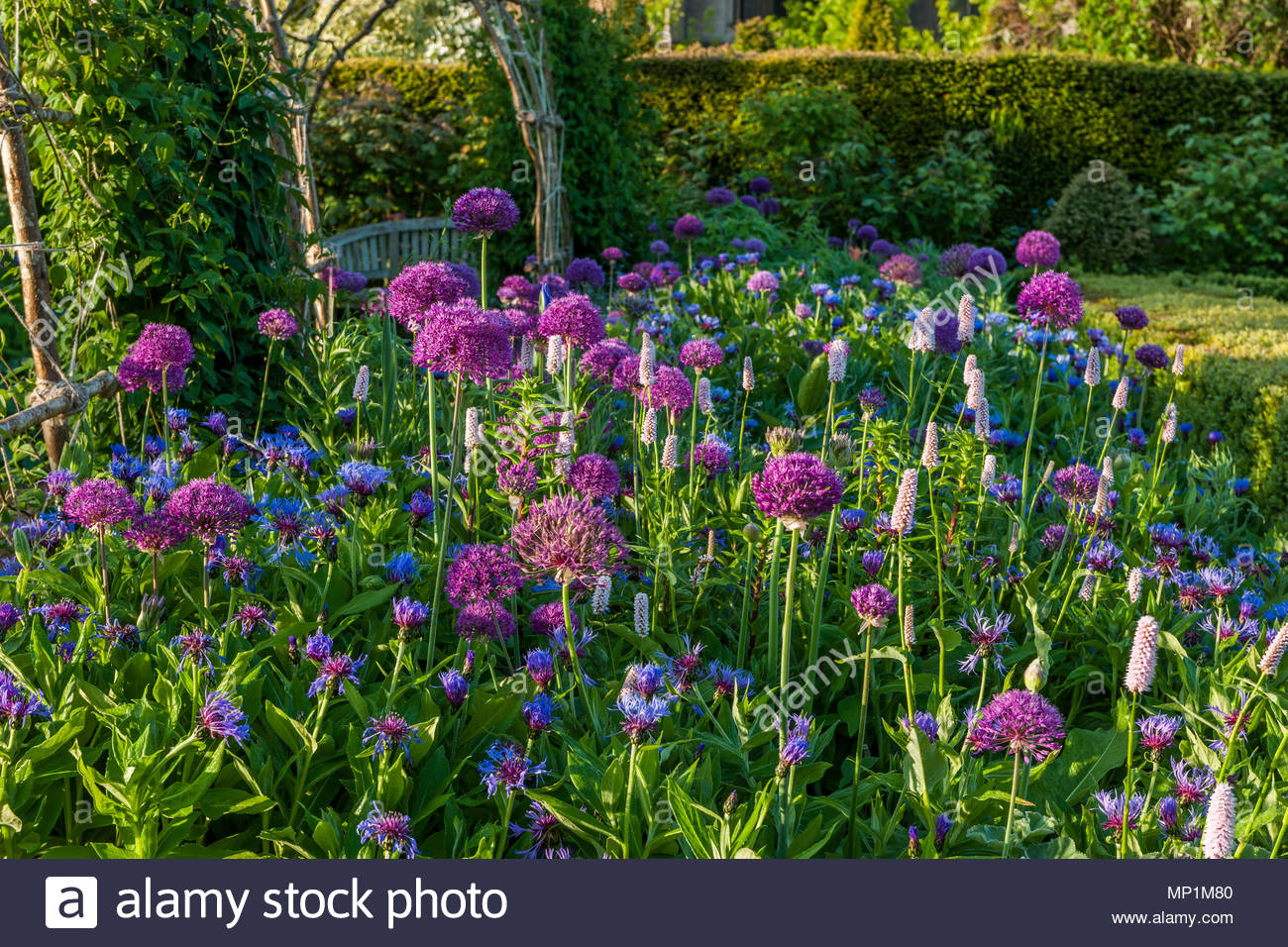 Allium Borders Stock Photos & Allium Borders Stock Images - Alamy
