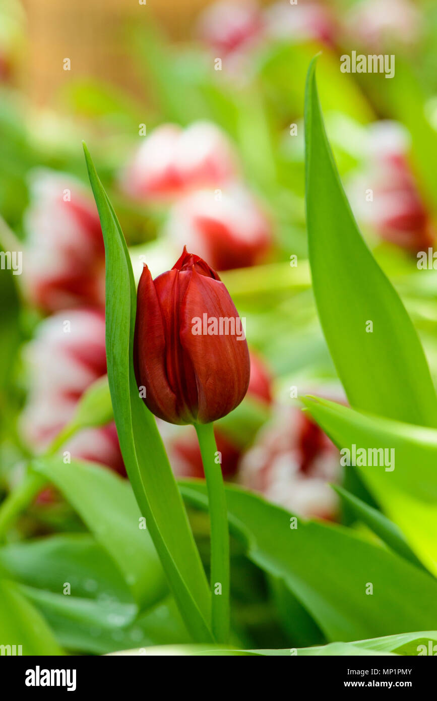 Tulip flower in garden hi-res stock photography and images - Alamy