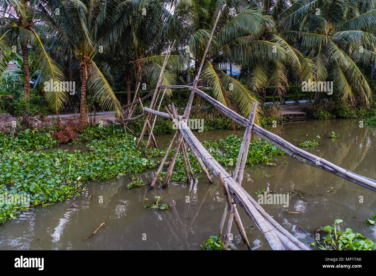 Indochina coconut trees hi-res stock photography and images - Alamy