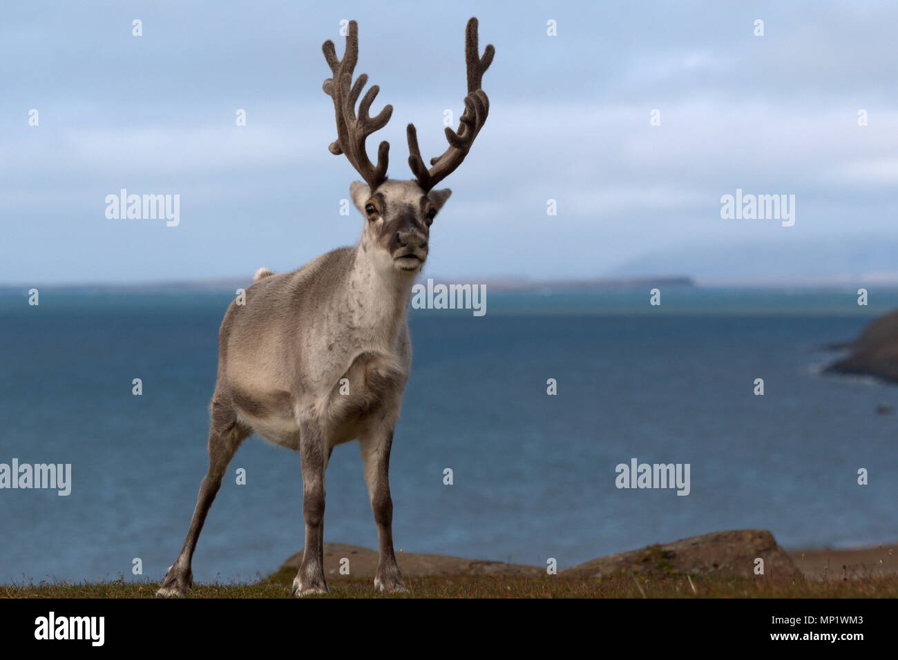 Svalbard Reindeer posing with the Arctic ocean in the background Stock ...
