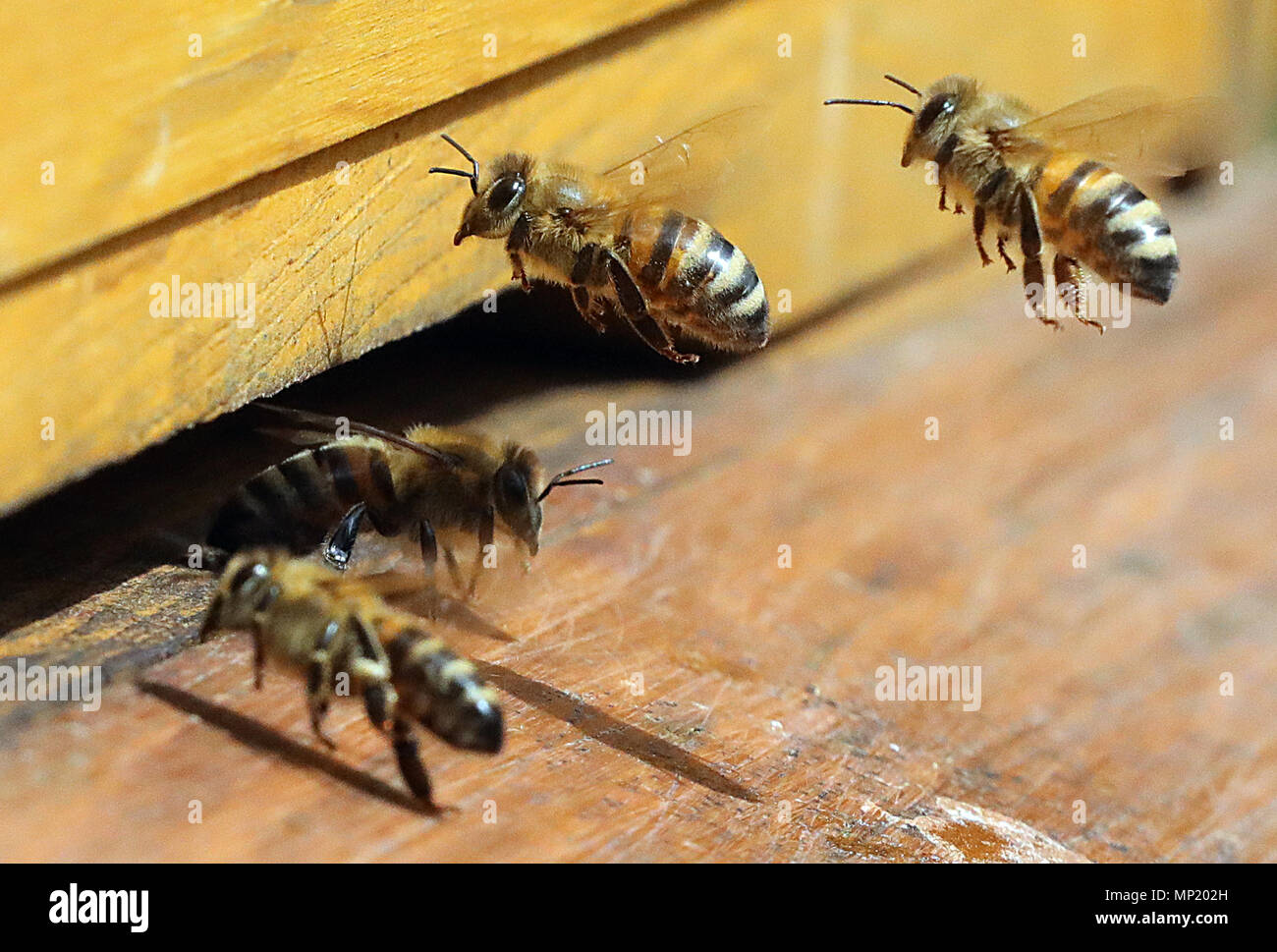 Once endangered species hi-res stock photography and images - Alamy