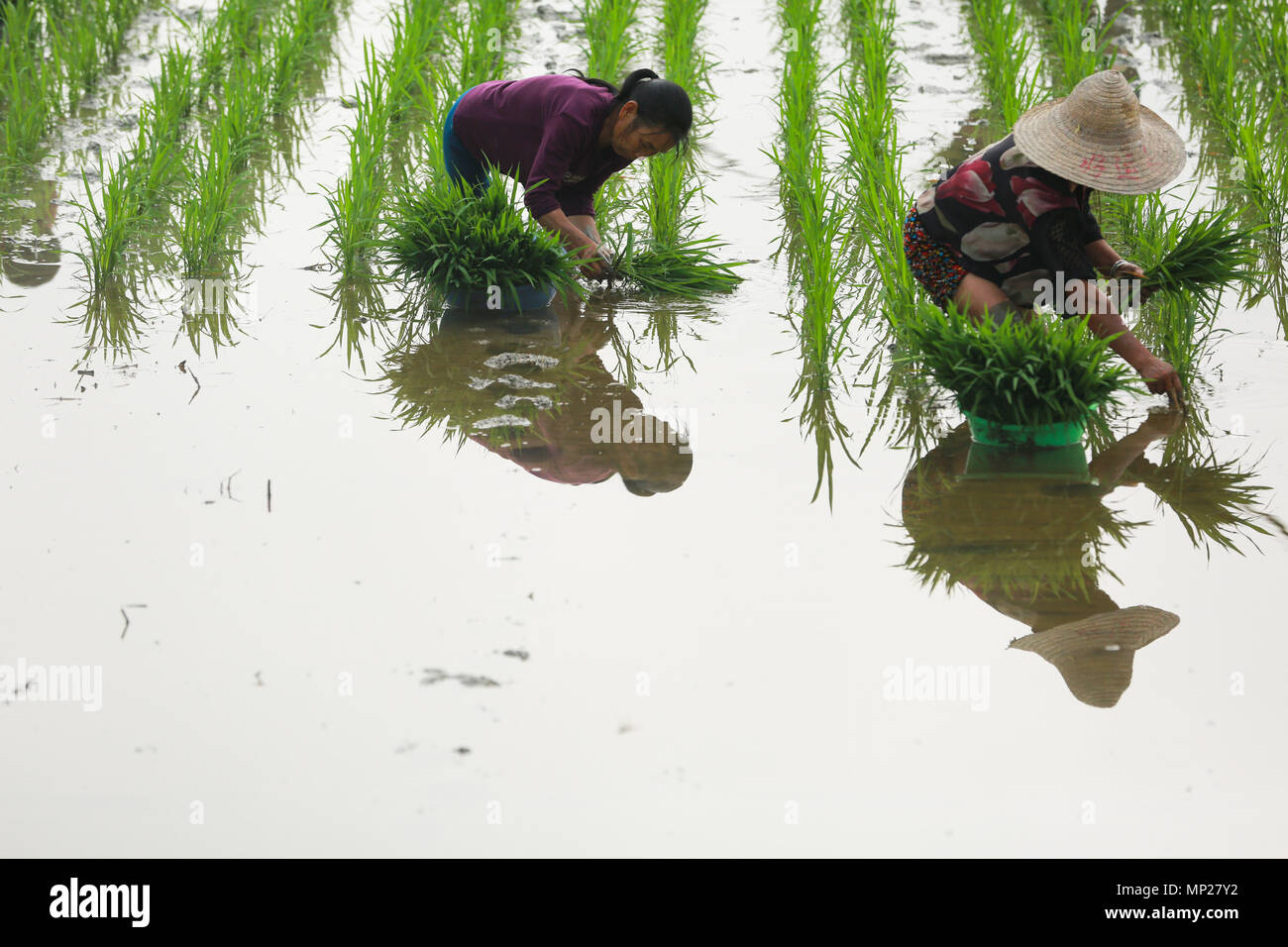Hunan, Hunan, China. 19th May, 2018. Hunan, CHINA-19th May 2018 ...