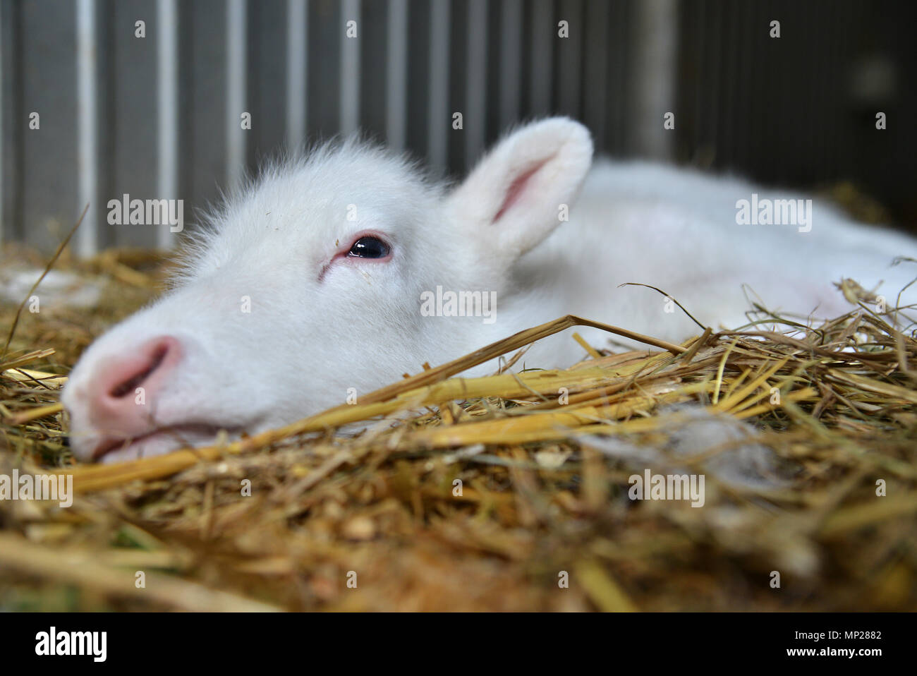17 May 2018, Germany, Niederhausen: Mika the white reindeer lying in a ...