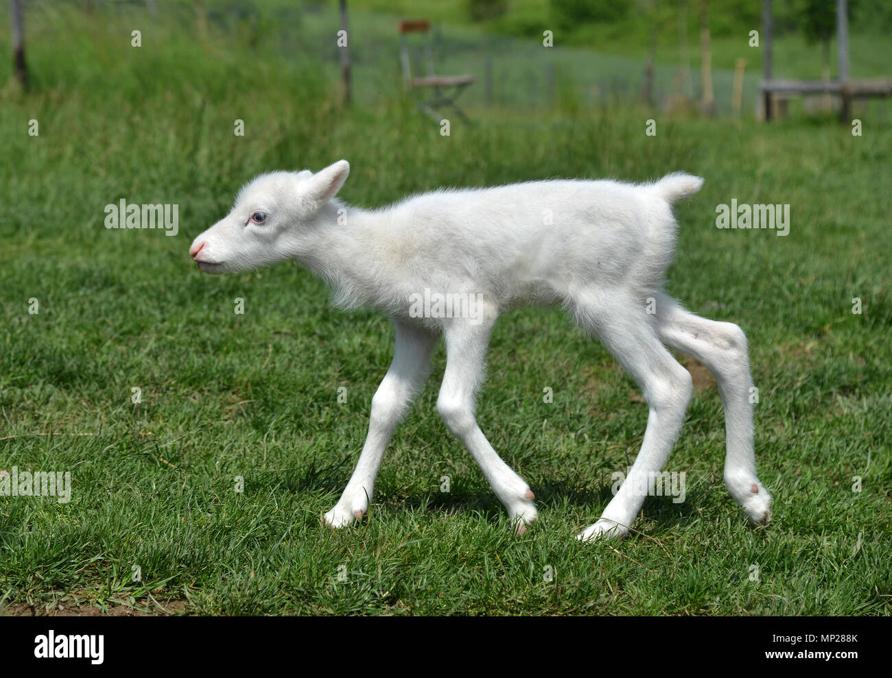 17 May 2018, Germany, Niederhausen: Mika the white reindeer walking in ...