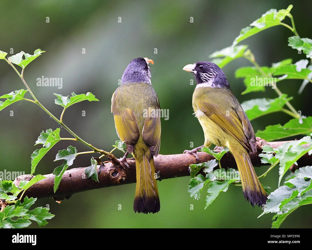 Jinan chinas shandong province 17th hi-res stock photography and images ...
