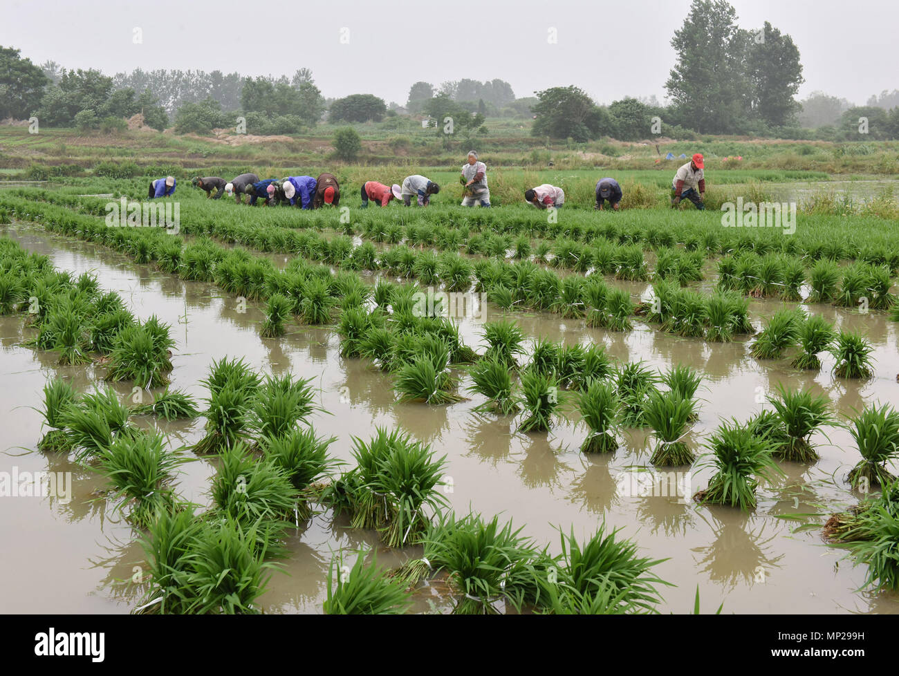 Chaohu, China's Anhui Province. 20th May, 2018. Farmers prepare paddy ...
