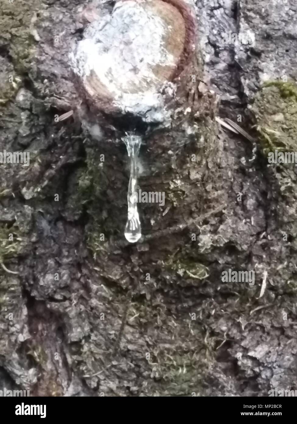 Tree drip hi-res stock photography and images - Alamy