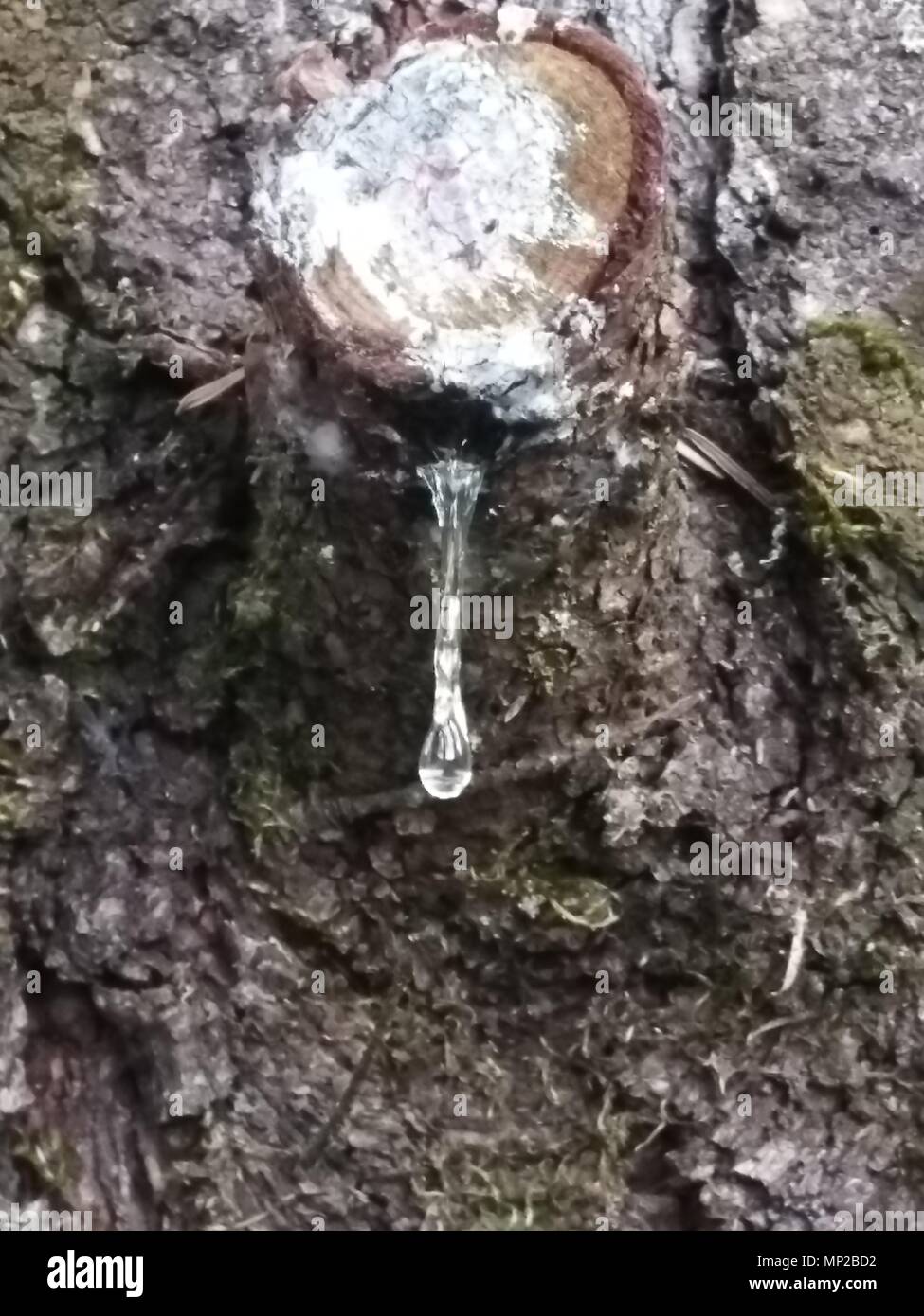 Tree drip hi-res stock photography and images - Alamy