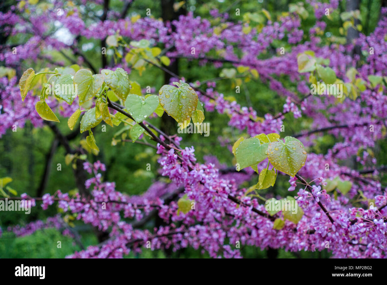 Eastern redbud leaves hi-res stock photography and images - Alamy