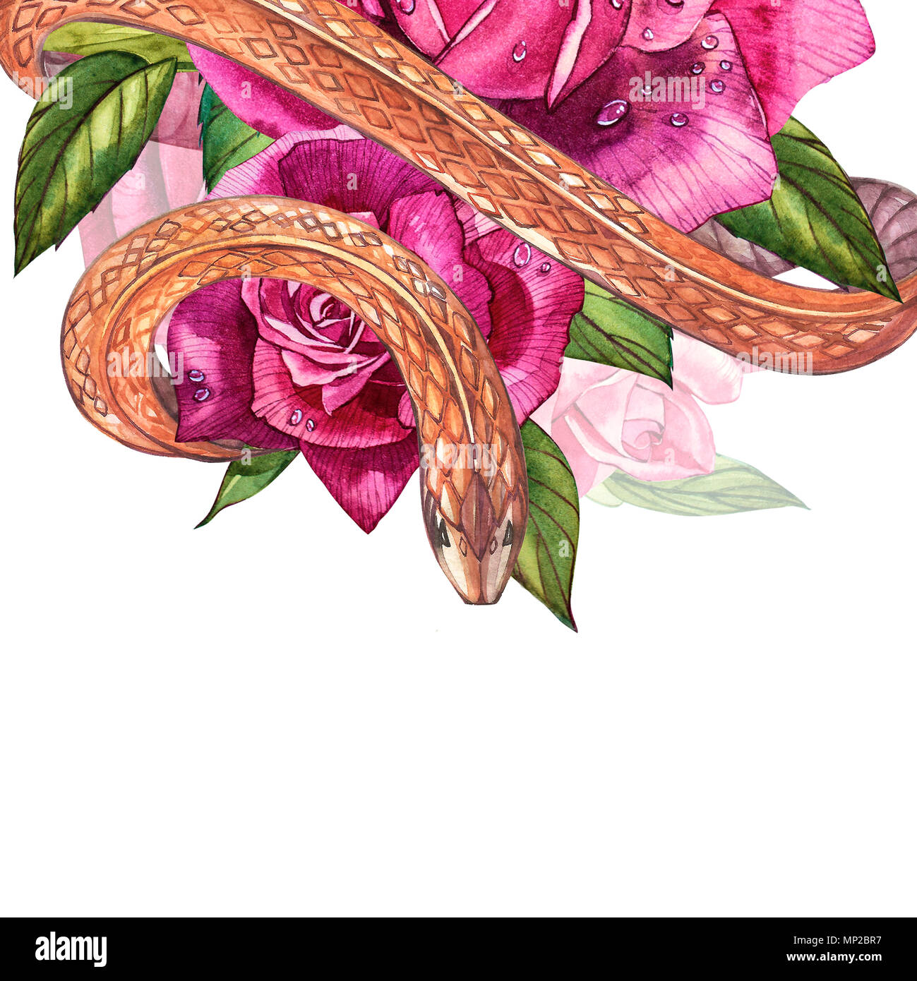 Snake with beautiful garden roses. Compositions of red and pink roses ...
