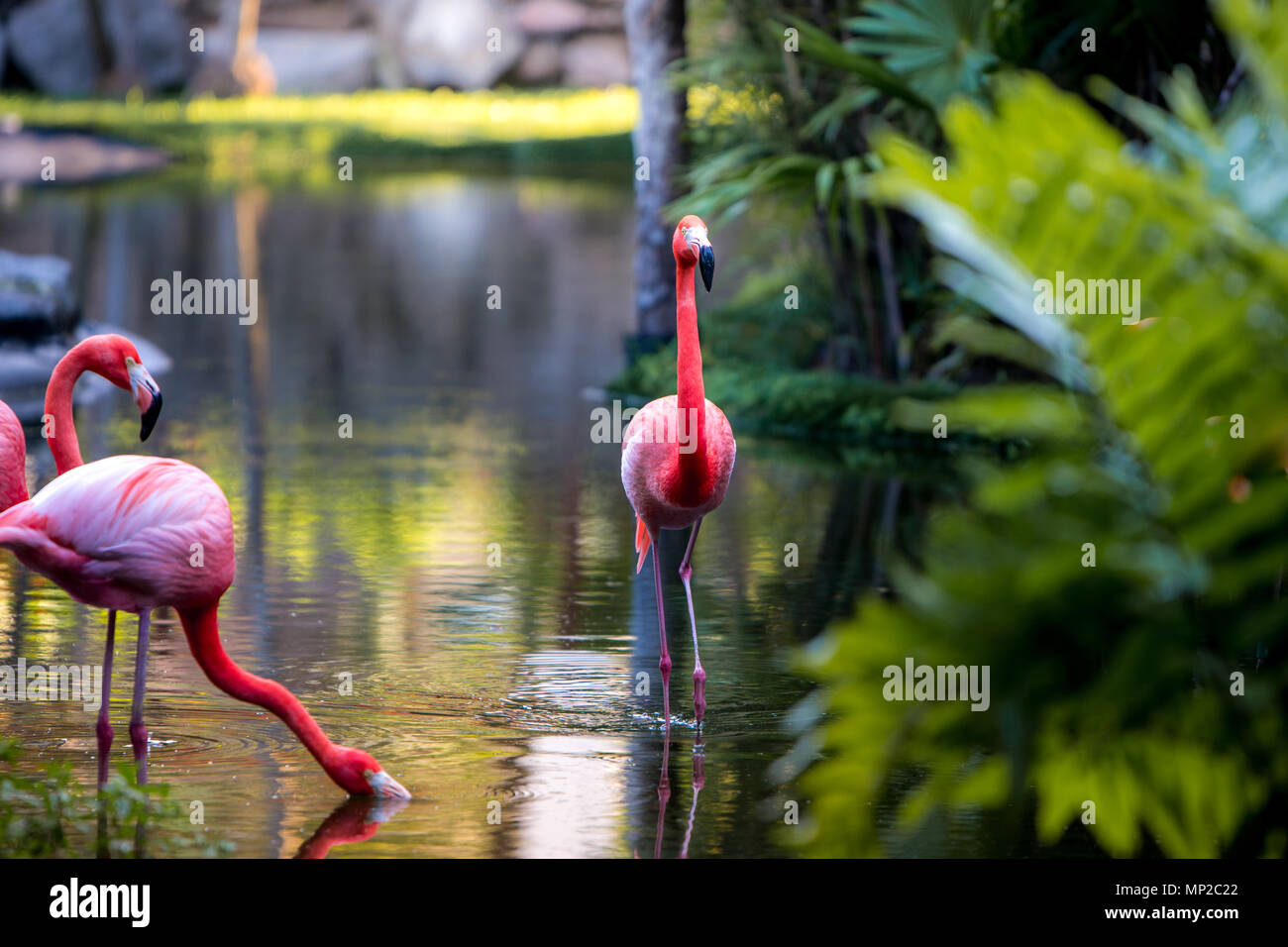 Red and pink flamingos in a pond Stock Photo - Alamy