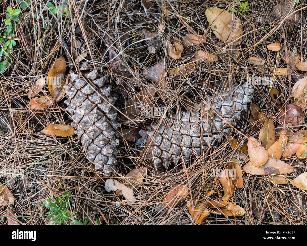 Conifer bed hi-res stock photography and images - Alamy