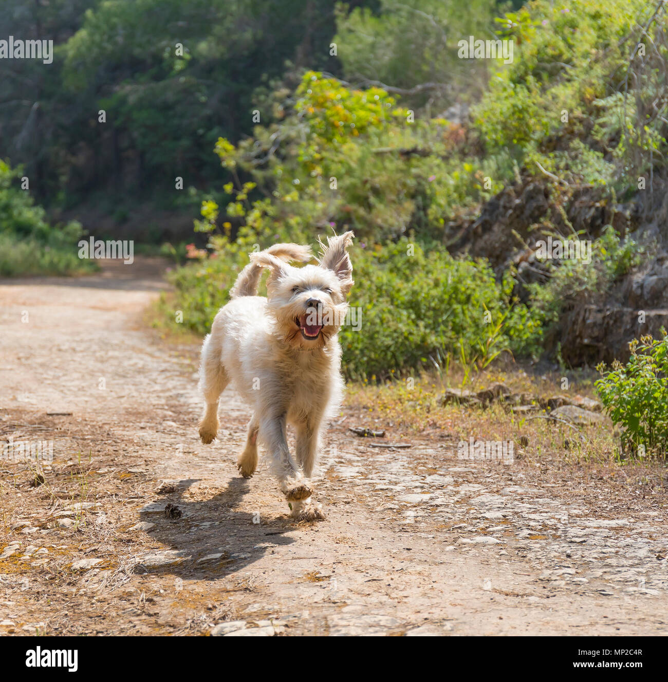 Running park dog free hi-res stock photography and images - Alamy