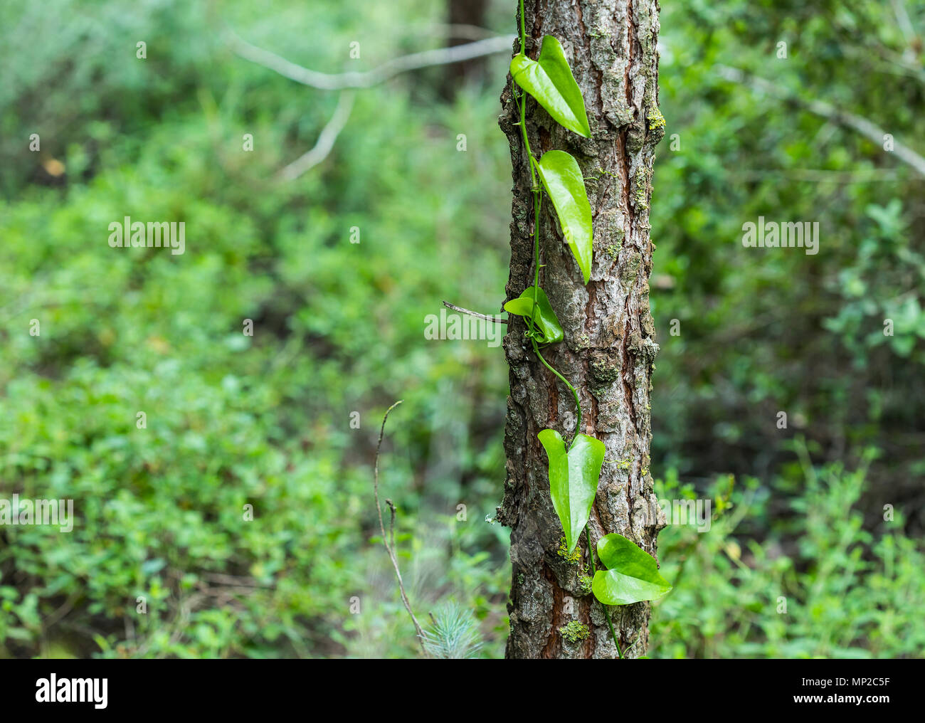 An ivy clinging to a pine tree in a pine forest Stock Photo - Alamy