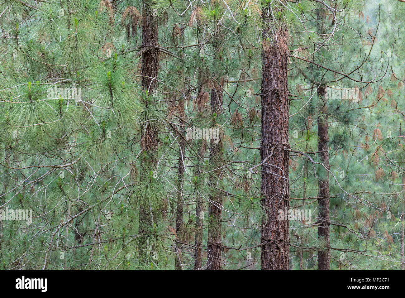 Israel pine trees in forest hi-res stock photography and images - Alamy