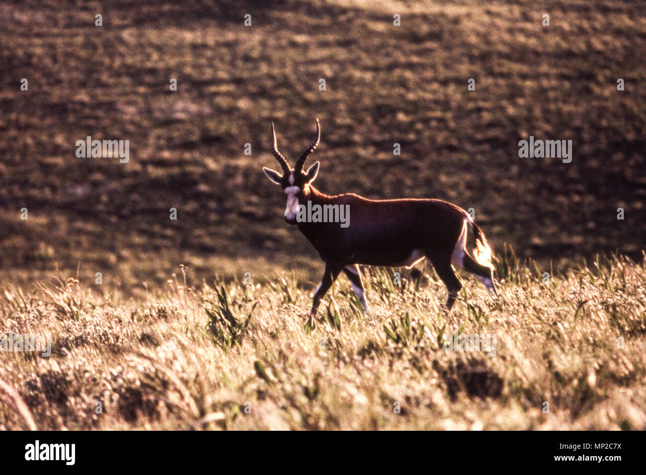 Damaliscus dorcas phillipsi hi-res stock photography and images - Alamy