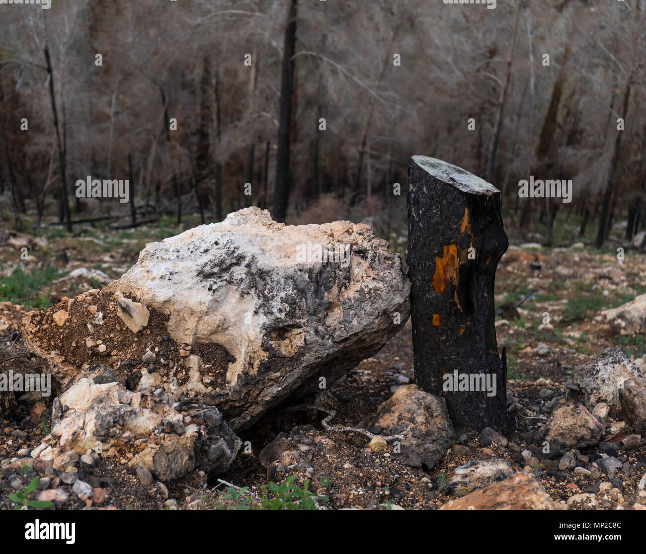 Tree stump art hi-res stock photography and images - Alamy