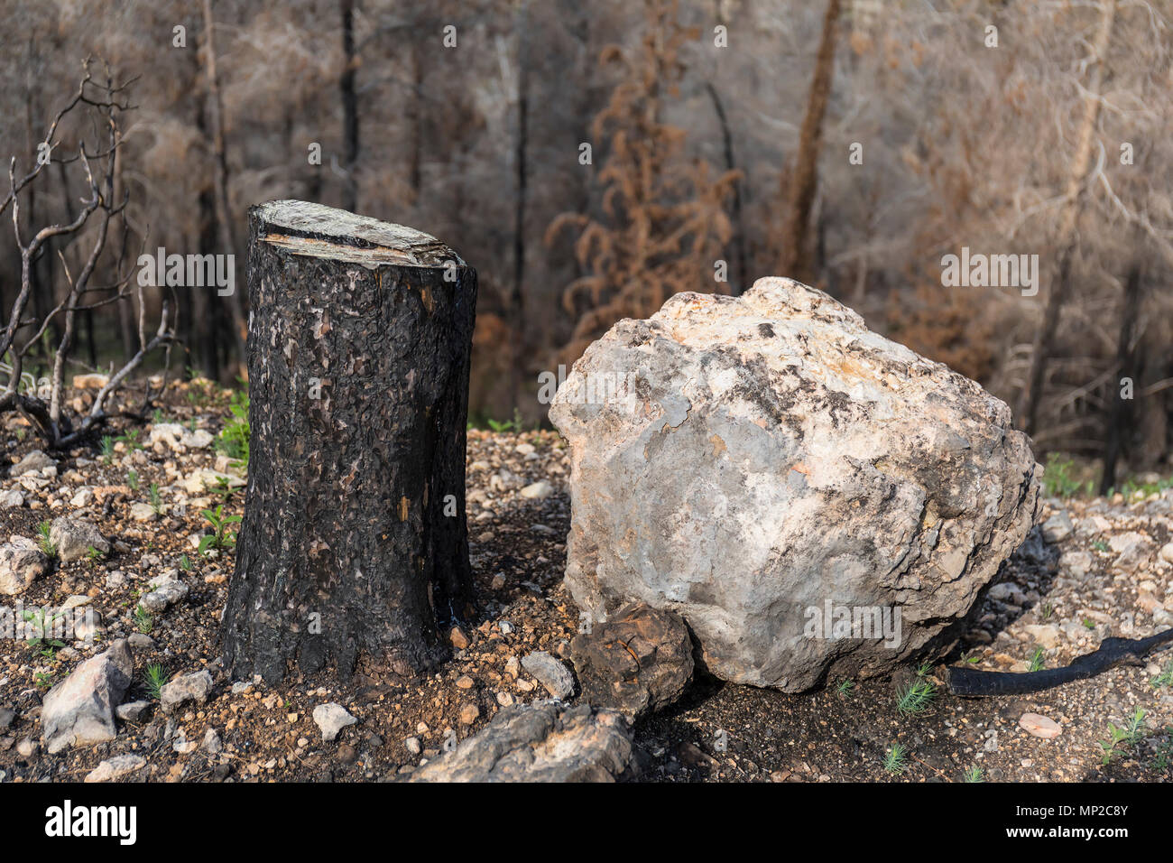 Stone tree stump hi-res stock photography and images - Alamy